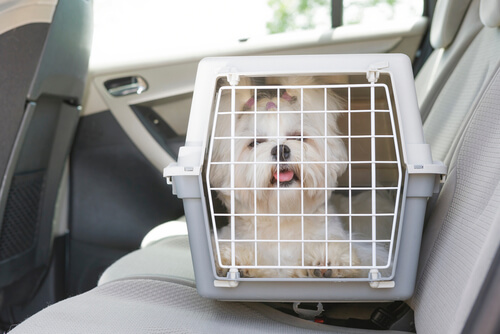 Creating a Pet-Friendly Car | Accessories and Maintenance Tips